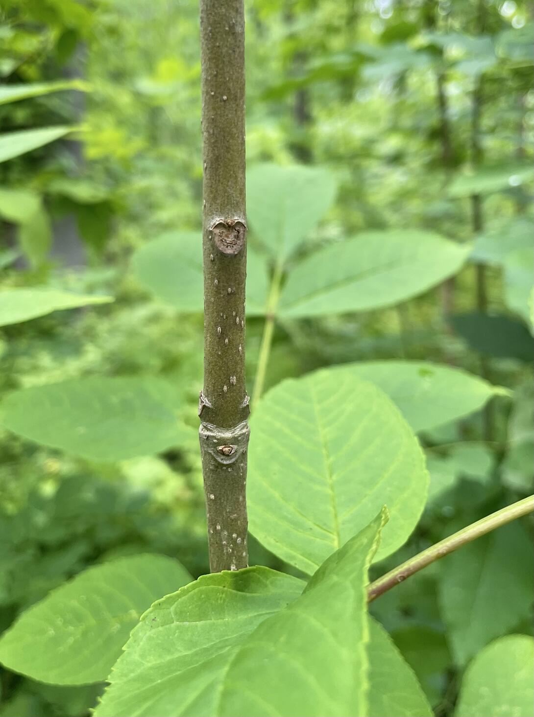 Black Ash | CMP Tree Selection Tool